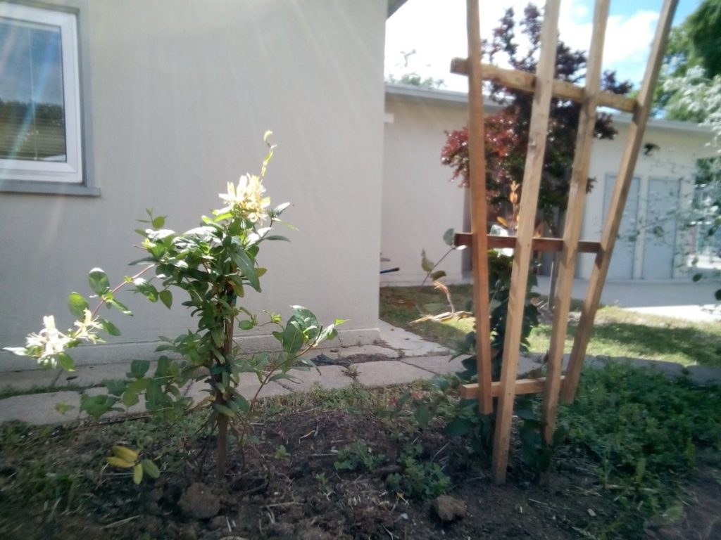 A Vertical Garden for Pollinators | Caring For our watersheds